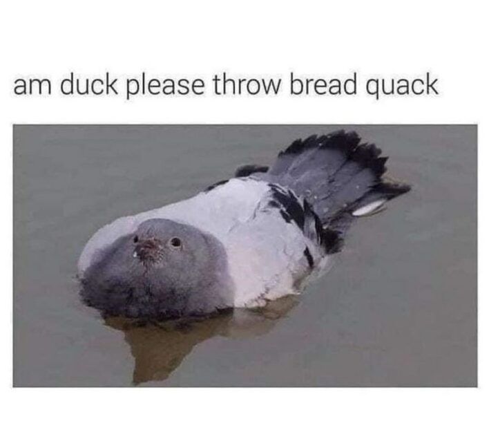 35 Hilariously Awkward Animals Memes Proving Not Everything They Do Is ...