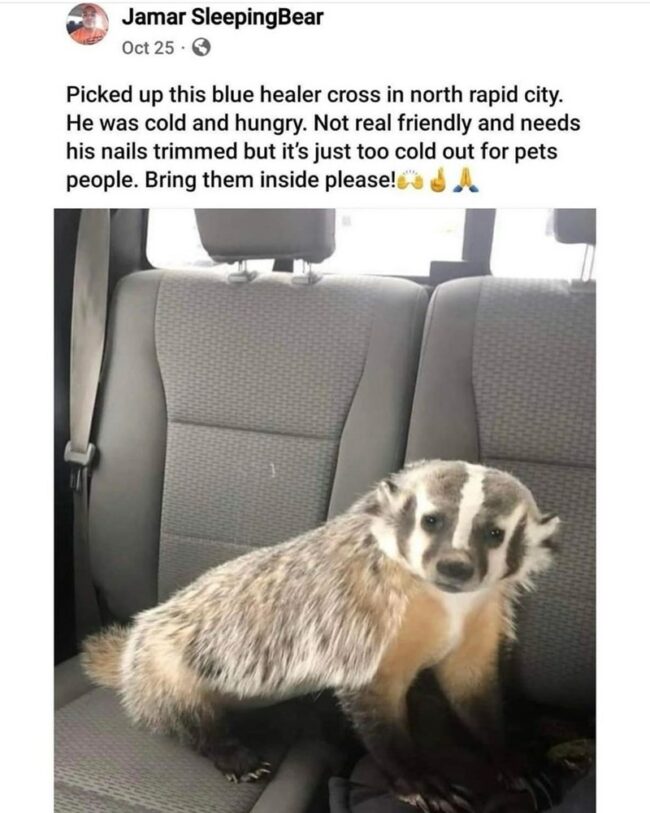 35 Hilariously Awkward Animals Memes Proving Not Everything They Do Is ...