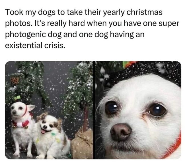 35 Hilariously Awkward Animals Memes Proving Not Everything They Do Is ...