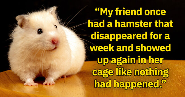 25+ Mind-Boggling Hamster Stories That Surprised Pet Owners In This ...