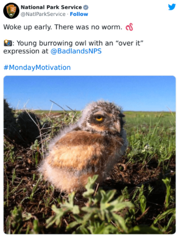 40 Funniest National Park Service Tweets From This Year