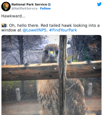 40 Funniest National Park Service Tweets From This Year