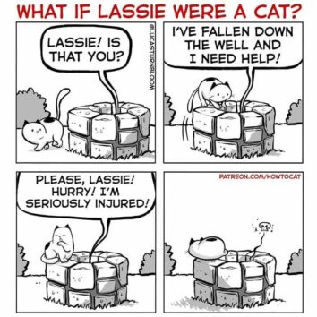 40 Funny Cat Comics By Lucas Turnbloom That Hilariously Capture Life ...