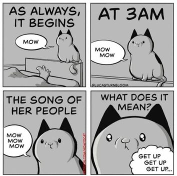 40 Funny Cat Comics By Lucas Turnbloom That Hilariously Capture Life ...