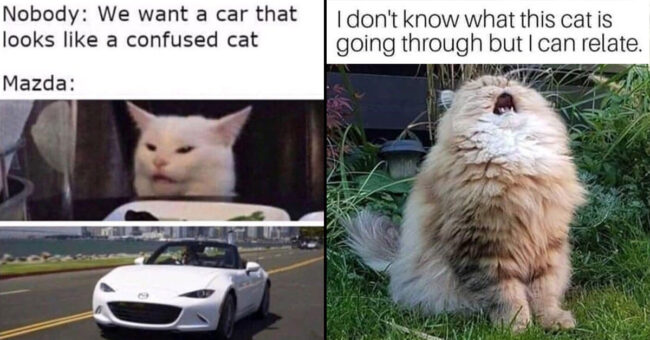 40 Funny Cat Memes For A Smooth Start To The Work Week (December 4, 2023)
