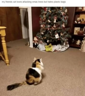 40 Funny Christmas Cat Memes Celebrating The Most Chaotic Holiday Cat ...