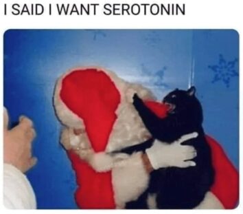 40 Funny Christmas Cat Memes Celebrating The Most Chaotic Holiday Cat ...