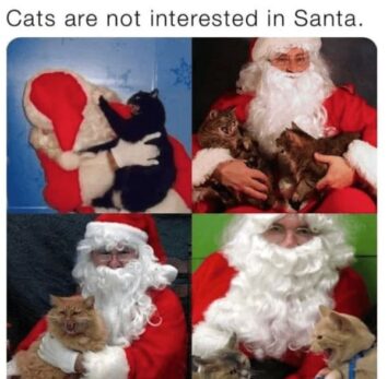 40 Funny Christmas Cat Memes Celebrating The Most Chaotic Holiday Cat ...