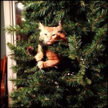 40 Funny Christmas Cat Memes Celebrating The Most Chaotic Holiday Cat ...