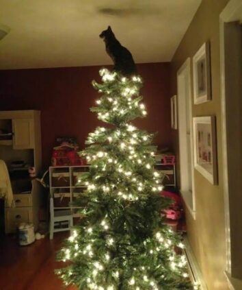 40 Funny Christmas Cat Memes Celebrating The Most Chaotic Holiday Cat ...