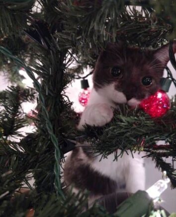 40 Funny Christmas Cat Memes Celebrating The Most Chaotic Holiday Cat ...