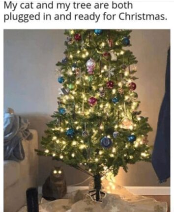 40 Funny Christmas Cat Memes Celebrating The Most Chaotic Holiday Cat ...
