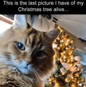 40 Funny Christmas Cat Memes Celebrating The Most Chaotic Holiday Cat ...
