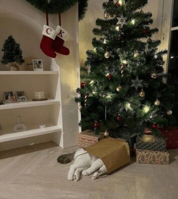 40 Funny Christmas Cat Memes Celebrating The Most Chaotic Holiday Cat ...