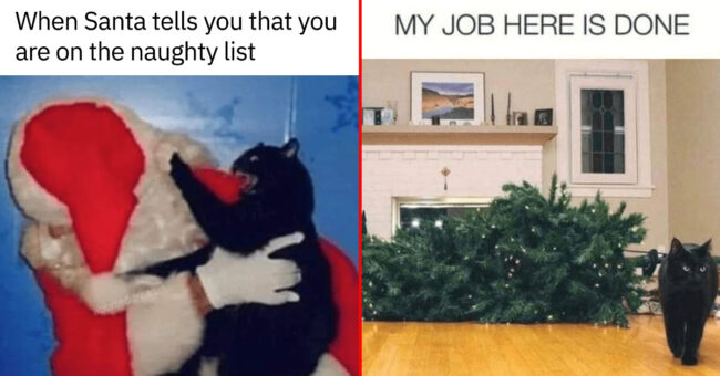 40 Funny Christmas Cat Memes Celebrating The Most Chaotic Holiday Cat ...