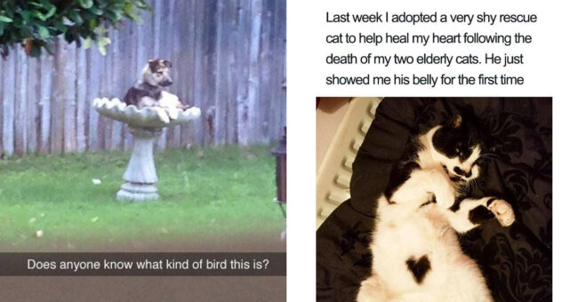 40 Heartwarmingly Wholesome Animal Memes That Will Turn Anyone's Bad ...