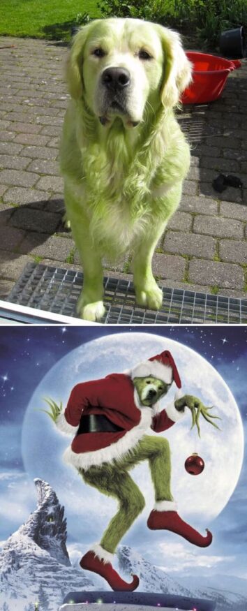 45 Hilarious Photoshop Battles That Left The Internet In Stitches