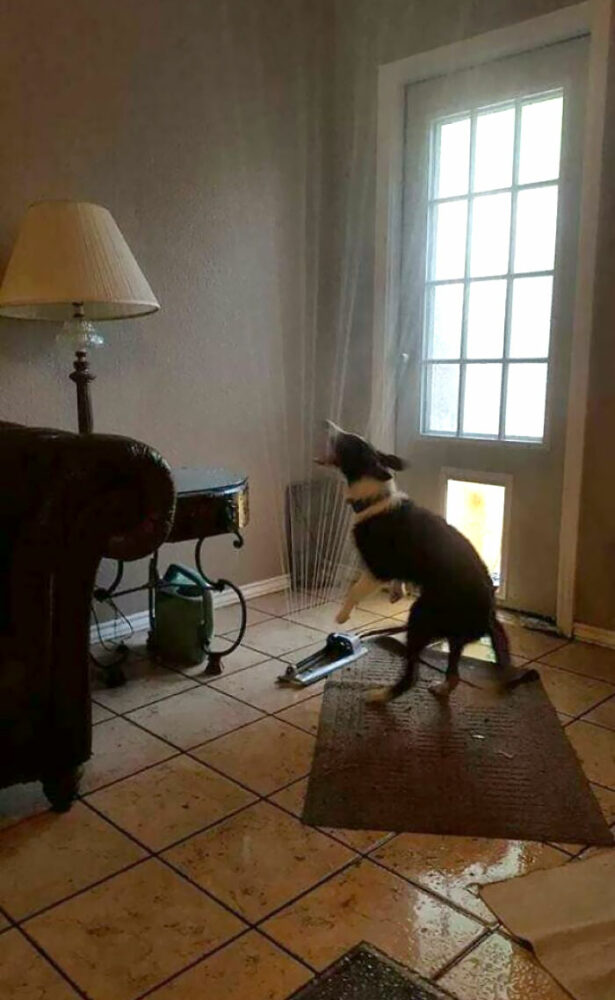 45 Funny Times Dogs Destroyed Things And Showed Absolutely No Remorse