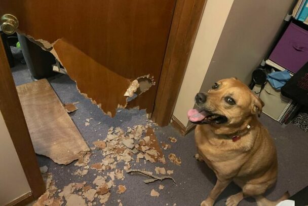 45 Funny Times Dogs Destroyed Things And Showed Absolutely No Remorse