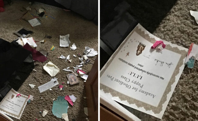 45 Funny Times Dogs Destroyed Things And Showed Absolutely No Remorse