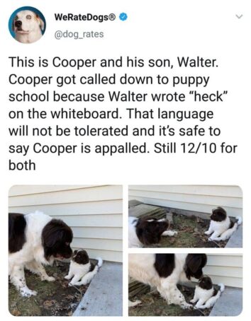 45 Best "We Rate Dogs" Submissions From 2023 – A Heartwarming Parade Of ...