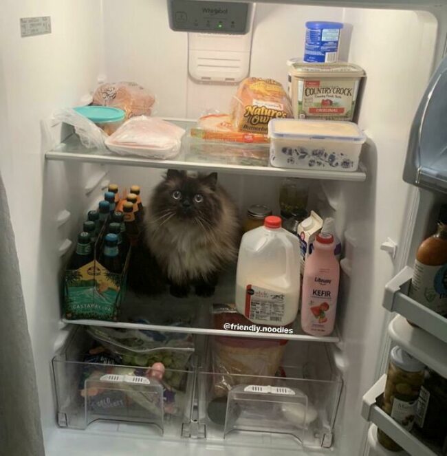 35 Hilarious Times People Found Something Unexpected In Their Fridge