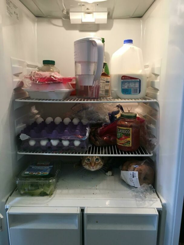 35 Hilarious Times People Found Something Unexpected In Their Fridge