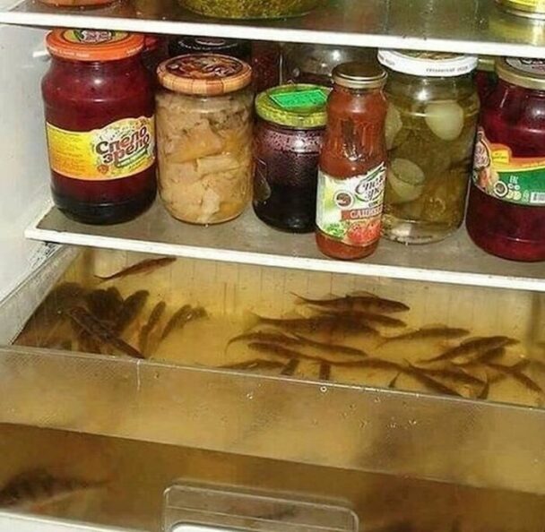 35 Hilarious Times People Found Something Unexpected In Their Fridge