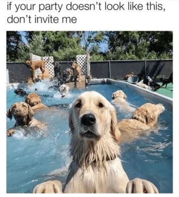 40 Funny Animal Memes To Add Laughter To Your Workweek (December 11, 2023)