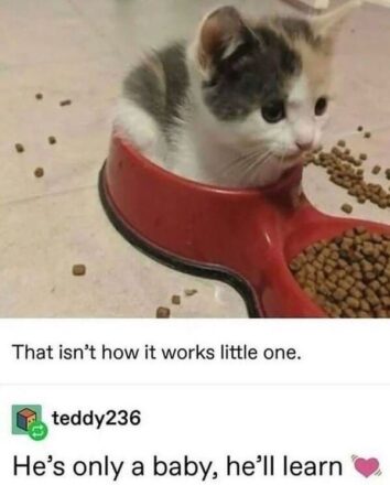 40 Funny Cat Memes For A Smooth Start To The Work Week (December 4, 2023)