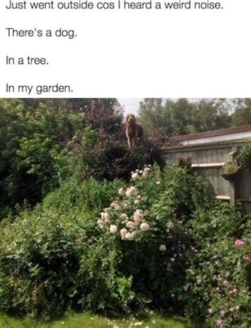 40+ Wholesome Dog Memes To Brighten Your Day (December 7, 2023)