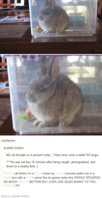 40 Funny Animal Memes To Add Laughter To Your Workweek (December 11, 2023)