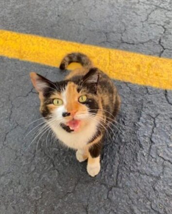 40 Hilarious 'Not My Cat' Moments Where Stray Cats Unexpectedly Choose ...