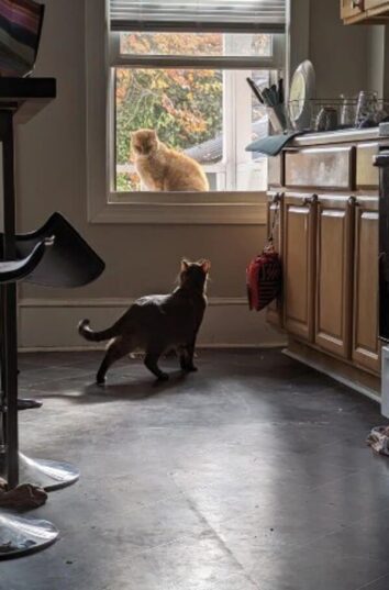 40 Hilarious 'Not My Cat' Moments Where Stray Cats Unexpectedly Choose ...