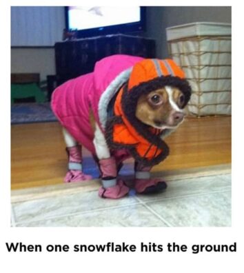 35+ Snow Memes To Melt Away Your Winter Blues