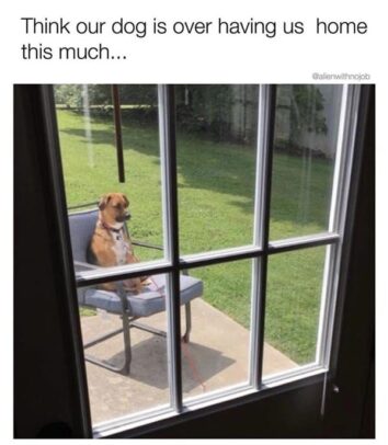 40+ Wholesome Dog Memes To Brighten Your Day (December 7, 2023)