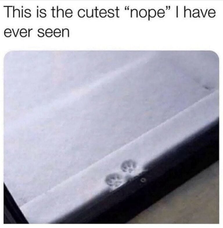 35+ Snow Memes To Melt Away Your Winter Blues