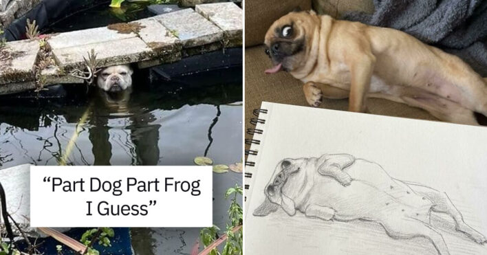 ‘What’s Wrong With Your Dog?’: 40 Funny Dog Pictures For A Dose Of Pure ...