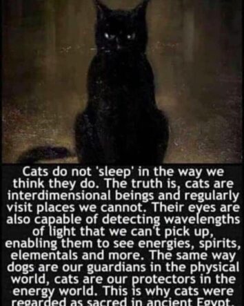 40 Wholesome And/Or Funny Cat Memes To Kickstart Your Week With ...