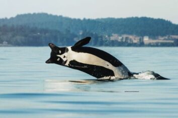 Artist Photoshops Two Animals Together To Create Imagined Creatures ...