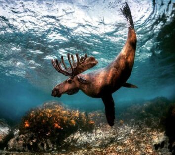 Artist Photoshops Two Animals Together To Create Imagined Creatures ...