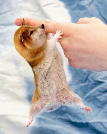 Artist Photoshops Two Animals Together To Create Imagined Creatures ...