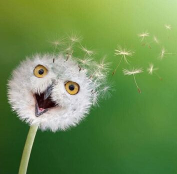 Artist Photoshops Two Animals Together To Create Imagined Creatures ...