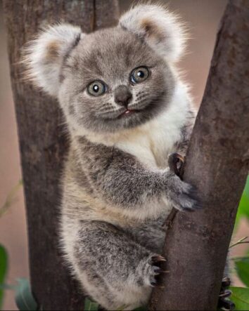 Artist Photoshops Two Animals Together To Create Imagined Creatures ...