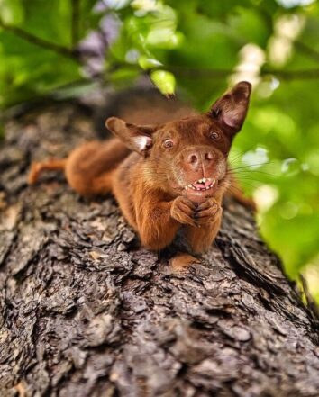 Artist Photoshops Two Animals Together To Create Imagined Creatures ...