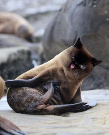 Artist Photoshops Two Animals Together To Create Imagined Creatures ...