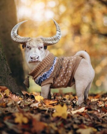 Artist Photoshops Two Animals Together To Create Imagined Creatures ...