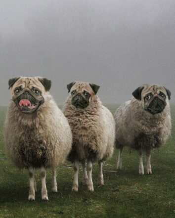 Artist Photoshops Two Animals Together To Create Imagined Creatures ...