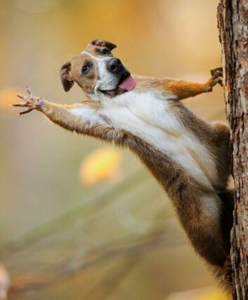 Artist Photoshops Two Animals Together To Create Imagined Creatures ...