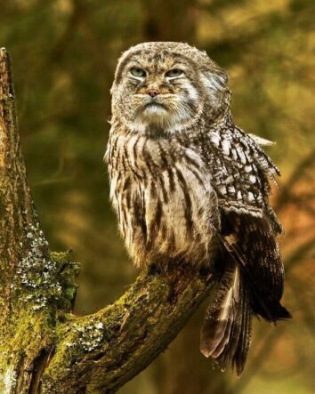 Artist Photoshops Two Animals Together To Create Imagined Creatures ...